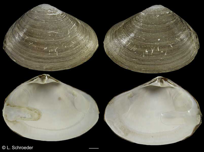 Bivalves - Mactridae